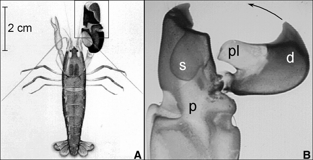 Invertebrate Diversity: Pistol Shrimp